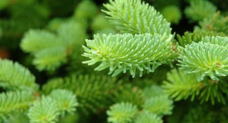 4 Reasons to Love Fresh-Cut Holiday Greenery - The Home Depot