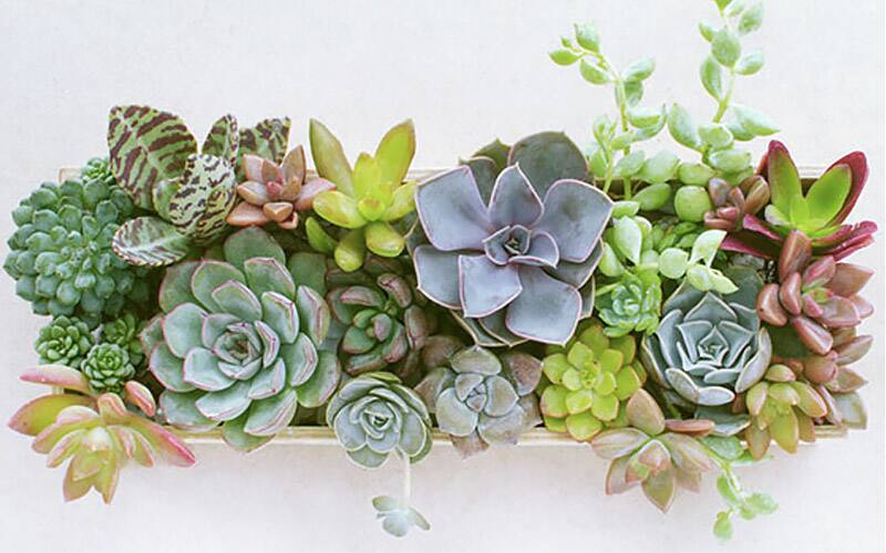 Tips for Growing Succulents - The Home Depot