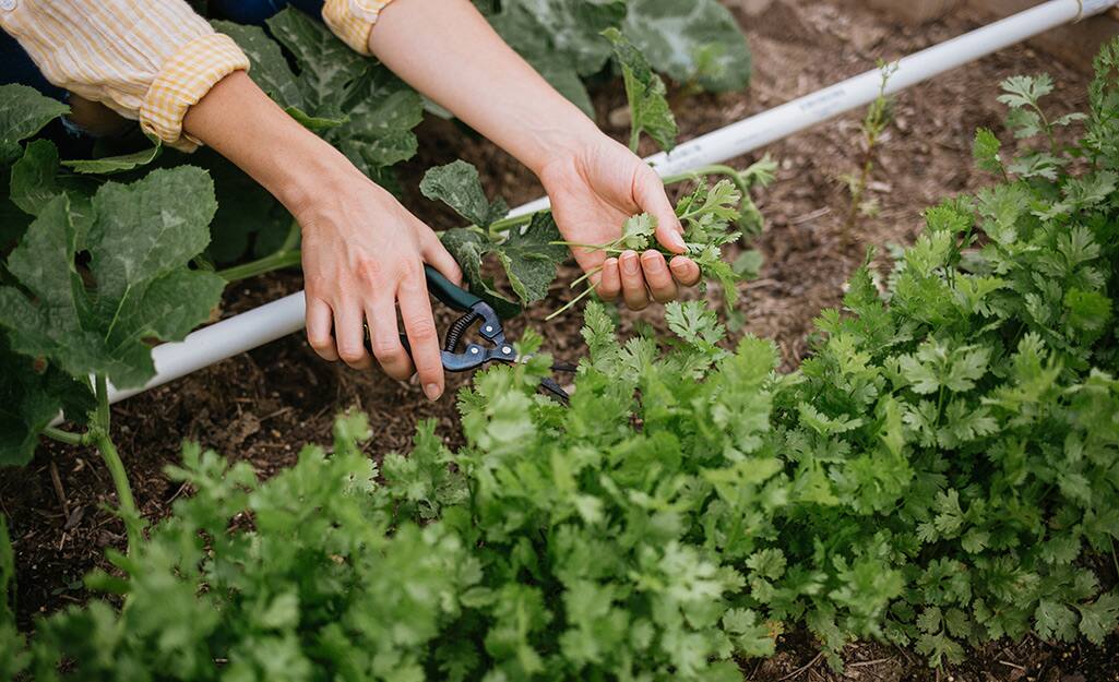 How to Grow Cilantro - The Home Depot