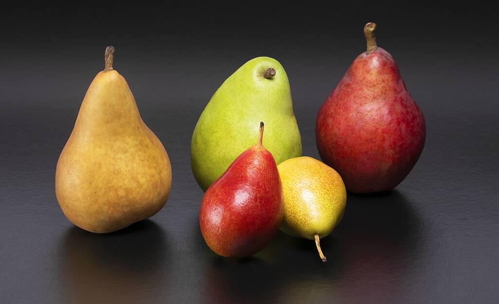 How to Grow Pears - The Home Depot