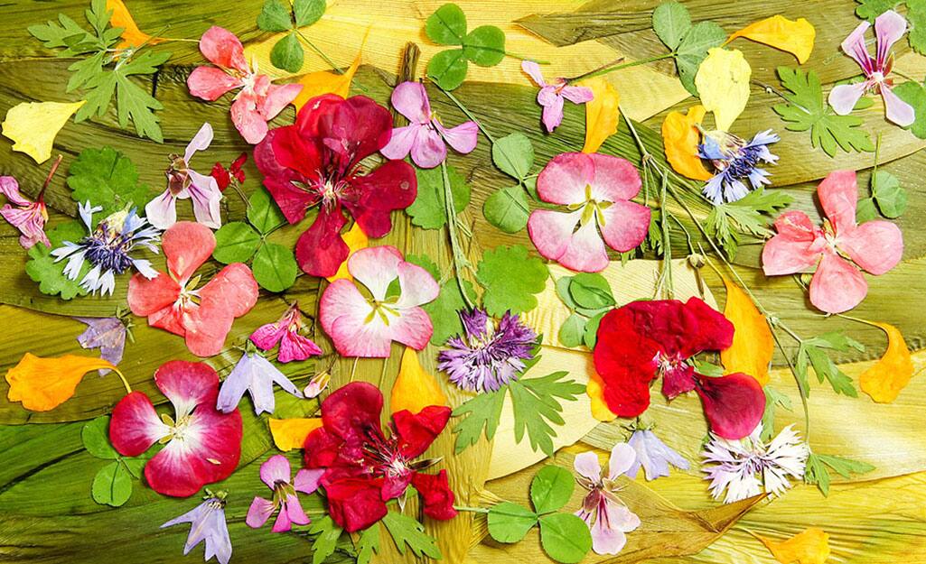Regina Martin How To Press Flowers With Wax Paper Wax Paper Pressed Regina Martin How To Press Flowers With Wax Paper Wax Paper Pressed