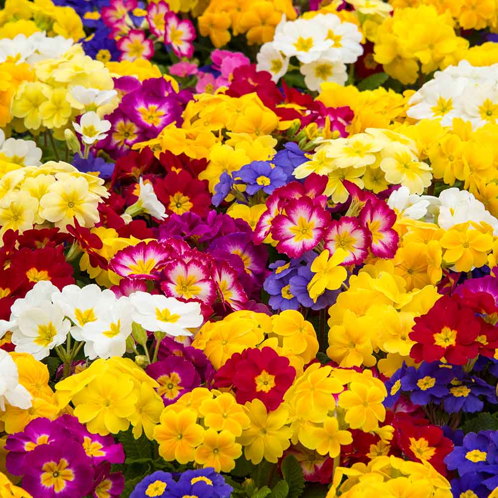 How to Grow Primrose - The Home Depot