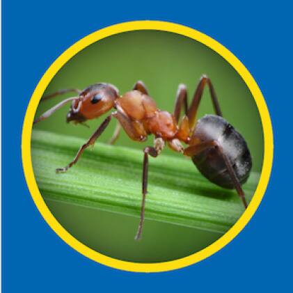 Sevin 1 lb. Ready-to-Use 5% Dust Garden Insect Killer Shaker Bottle (3 ...