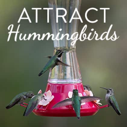 Perky-Pet Petunia Top-Fill Glass Hummingbird Feeder - 16 oz. Capacity ...