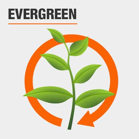 PROVEN WINNERS 1 Gal. Spring Grove Western Arborvitae (Thuja) Live ...