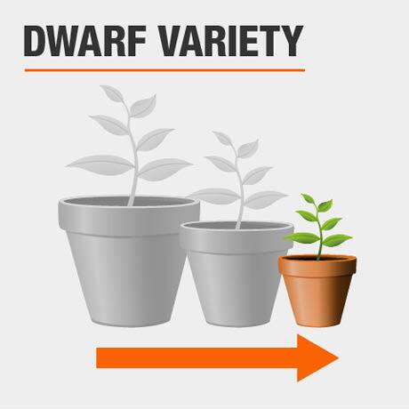 SOUTHERN LIVING 2.5 Qt. Lemon Lime Nandina, Live Evergreen Shrub, Lime ...