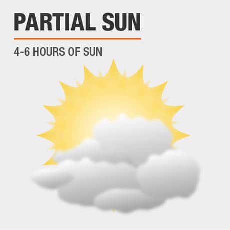 SOUTHERN LIVING 2.5 Qt. Lemon Lime Nandina, Live Evergreen Shrub, Lime ...