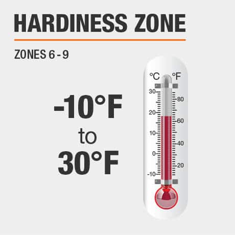 SOUTHERN LIVING 2.5 Qt. Lemon Lime Nandina, Live Evergreen Shrub, Lime ...