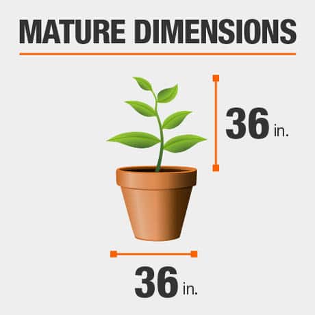 SOUTHERN LIVING 2.5 Qt. Lemon Lime Nandina, Live Evergreen Shrub, Lime ...