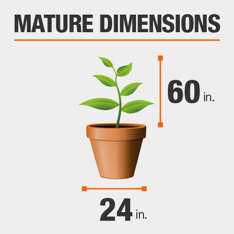 PROVEN WINNERS 1 Gal. Fine Line Buckthorn (Rhamnus) Live Shrub, Green ...