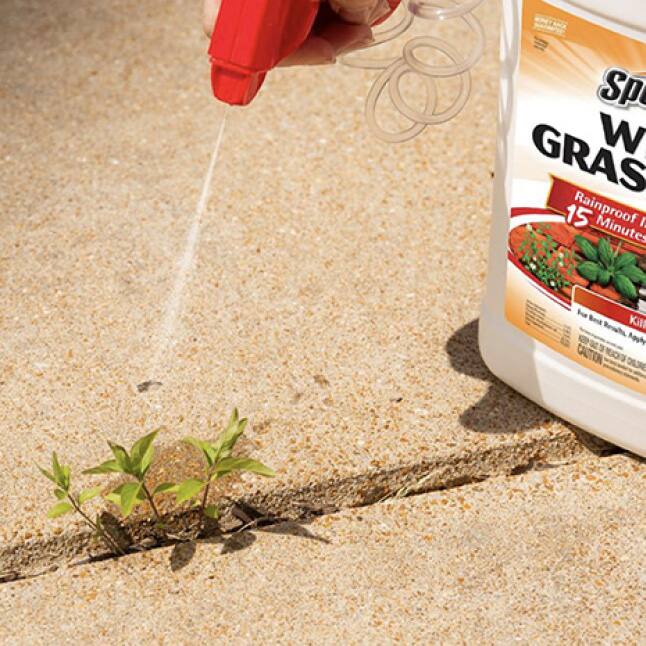 Spectracide Weed and Grass Killer 1.3 gal. Accushot Extended Control ...