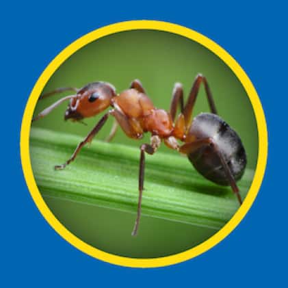 Sevin 16 oz. Insect Killer Concentrate 100530122 - The Home Depot