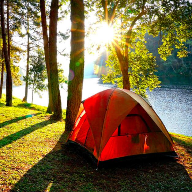 TERRO Fly Magnet Sticky Paper Fly Trap (16-Count) T518SR - The Home Depot