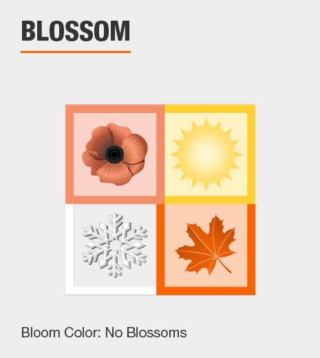 Vigoro 2.5 Qt. #1 Amazon Mist Sedge Ornamental Grass 1041 - The Home Depot