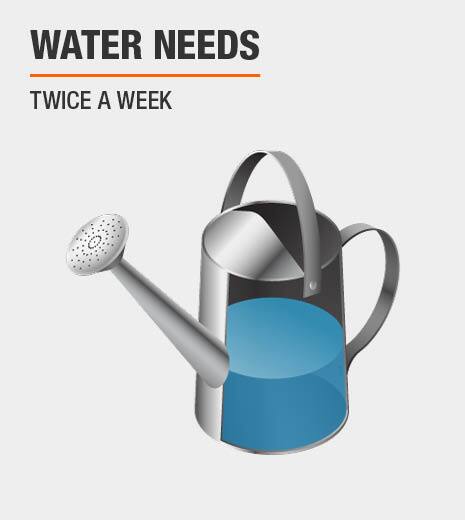 Vigoro 2.5 Qt. #1 Amazon Mist Sedge Ornamental Grass 1041 - The Home Depot