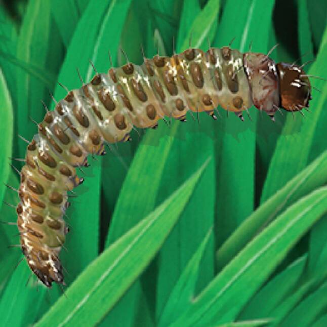 Spectracide Triazicide Insect Killer and Weed and Feed Ready to Spray ...