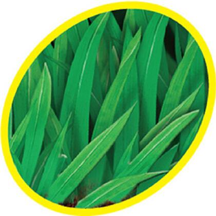 Spectracide Triazicide Insect Killer and Weed and Feed Ready to Spray ...