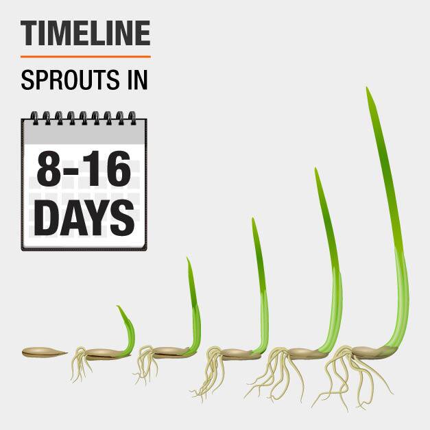 Vigoro 7 lbs. Tall Fescue Grass Seed Blend 100544415 - The Home Depot