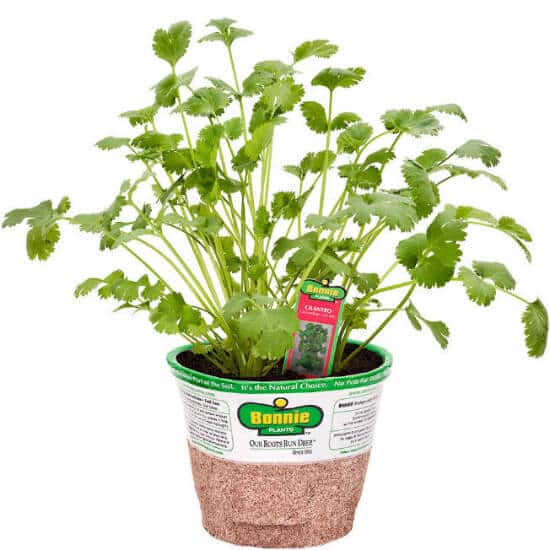 Home Depot Organic Gardening